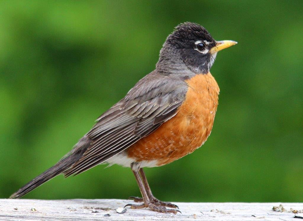 Sarah Lynn's Nature's Splendor: Finches, Baltimore Orioles, Cardinals ...
