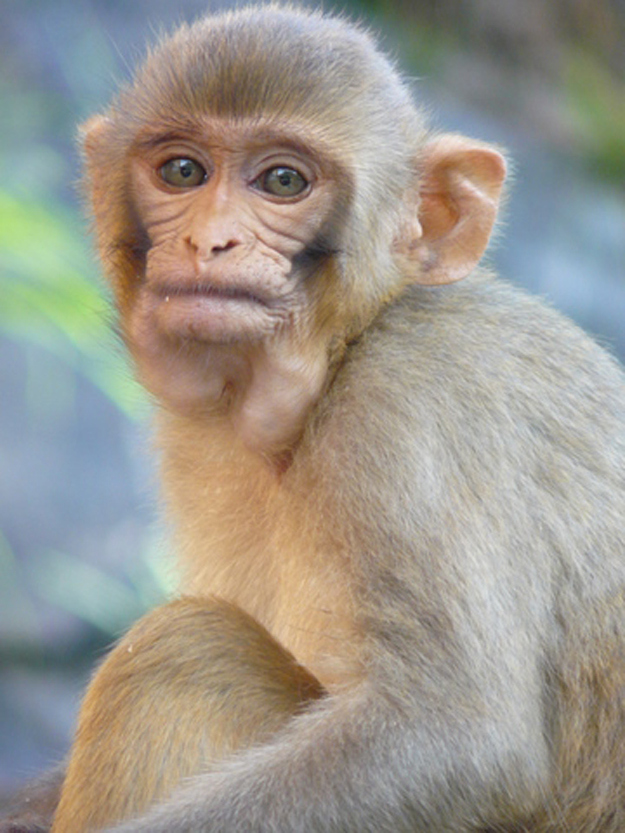 97 THINGS TO DO BEFORE I TURN 97: I am so sorry, sad sloth!