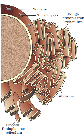 Structure and Function of Endoplasmic Reticulum | Escience zone