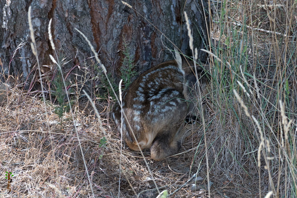 Dias de campo: Los cuidados del corcino