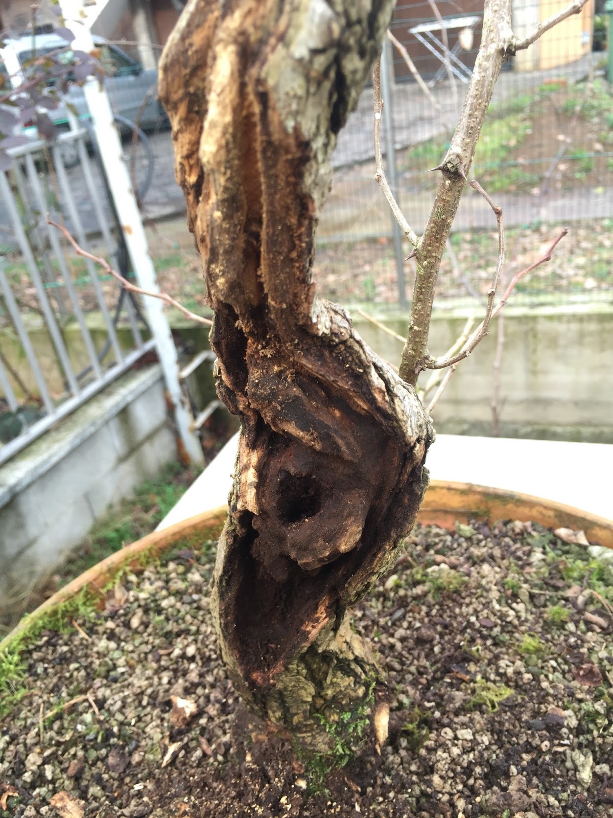 Bonsai quando posso: Robinia Pseudoacacia #2
