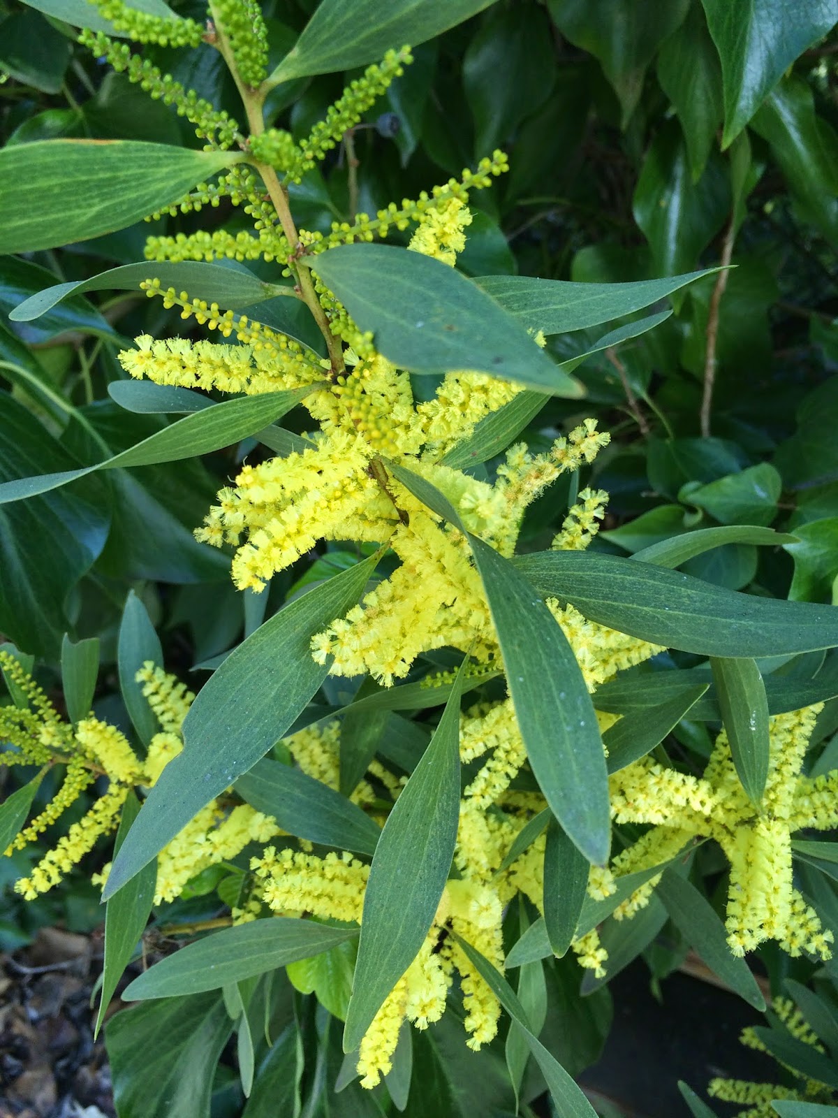 Trees of Santa Cruz County: Acacia longifolia - Sydney Golden Wattle