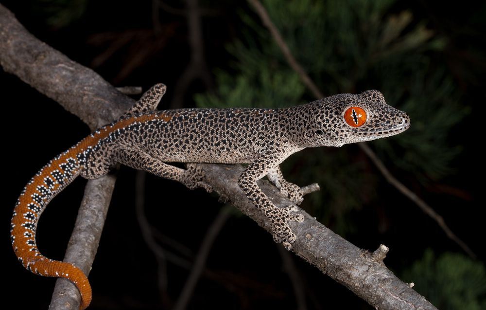 Tokek Berekor Emas - @ardihassi