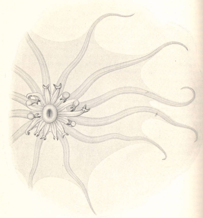 The Echinoblog: Deep-Sea Swimming Sea Cucumbers and the "most bizarre ...