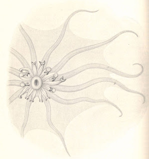 The Echinoblog: Deep-Sea Swimming Sea Cucumbers and the "most bizarre ...