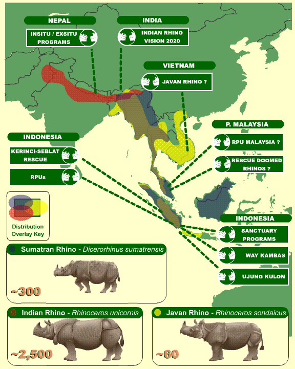 Όμορφος Κόσμος...: Javan rhino driven to extinction in Vietnam