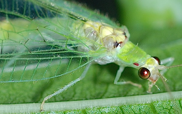 Bosque despierto: Crisopa verde