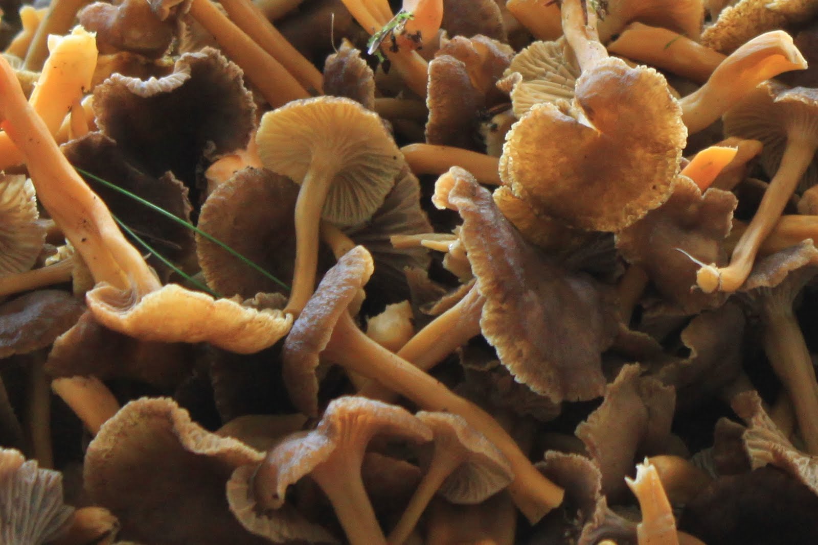 hegemors hage: SKOGEN ER FULL AV SOPP!