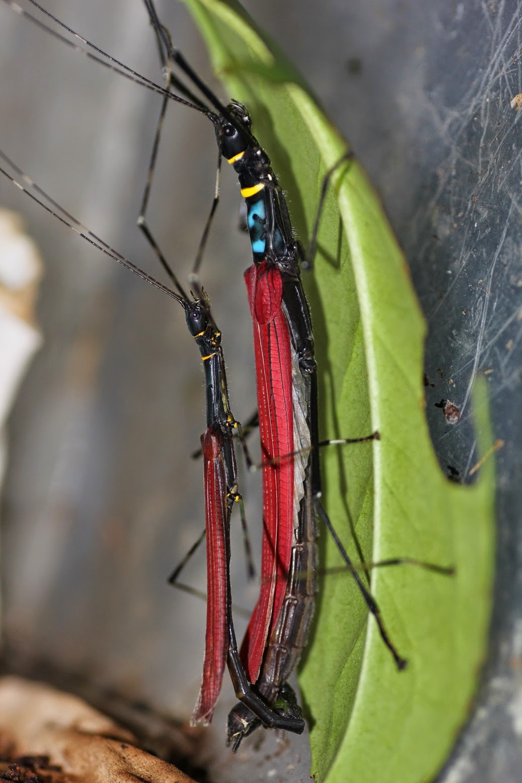 Moths of mists: Calvisia sp "Dong Nai"