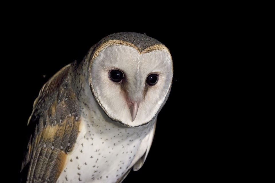 Kay Parkin Birding: Summer Owling fun!