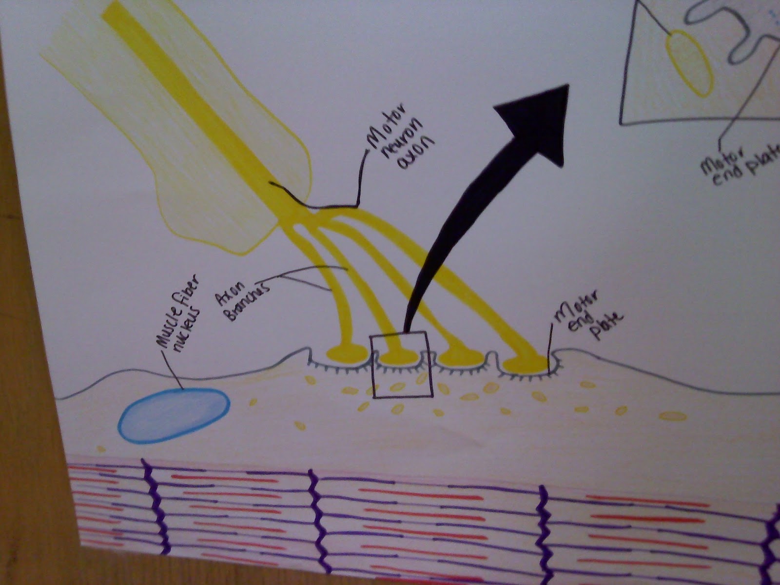 Anatomy&Phys: Muscle project
