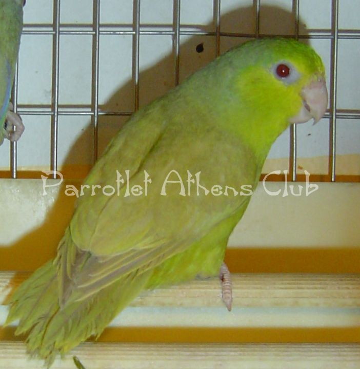 Parrotlet Athens Club: Parrotlet - Breeders Athens Greece