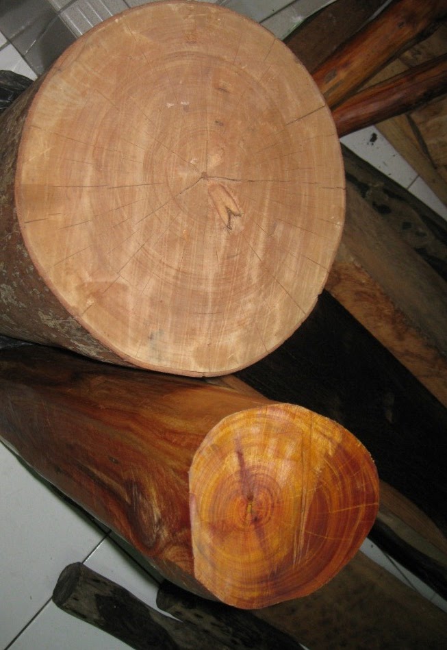 Bangsa Agong: raja kayu: kayu raja (SOLD)