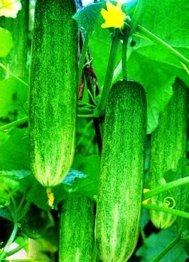 Cara mudah budidaya mentimun organik ~ Cara Budidaya