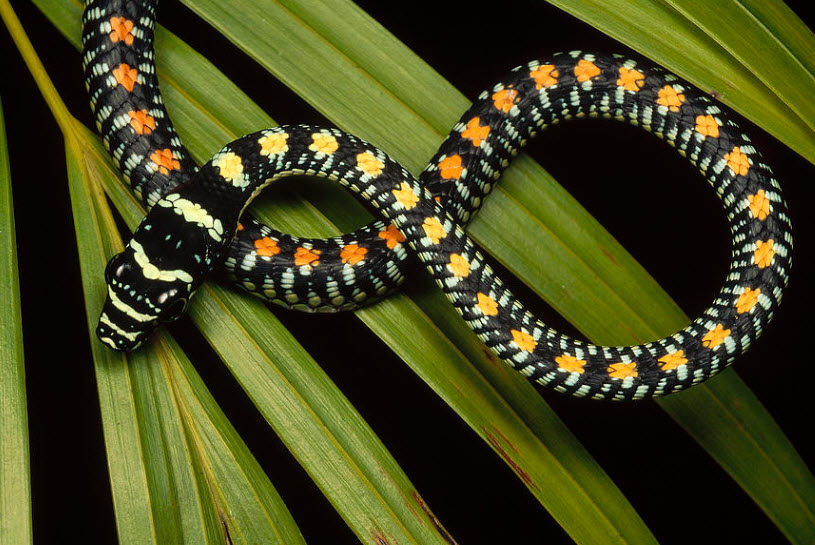 Flying Snake | The Life of Animals