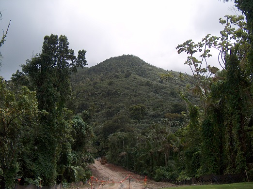 Ricardo's Blog, : After the storm: A view of a patch of forest in El ...