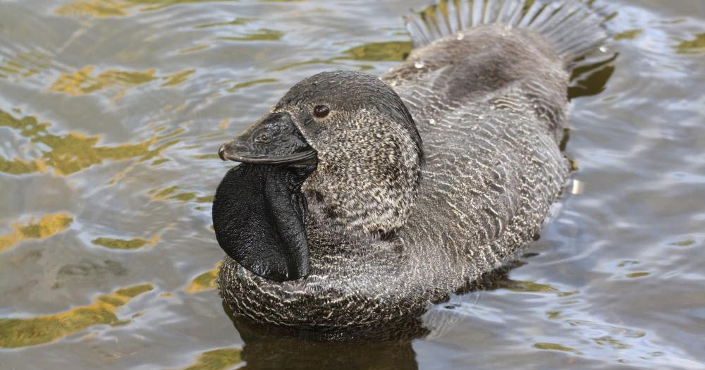 Tierra de patos: Malvasía de papada (Biziura lobata)