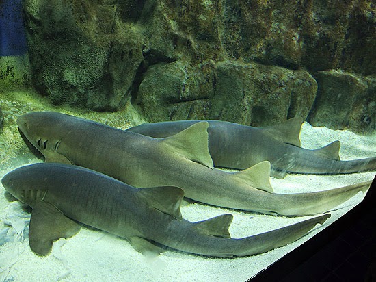 natureza: Tubarão-lixa