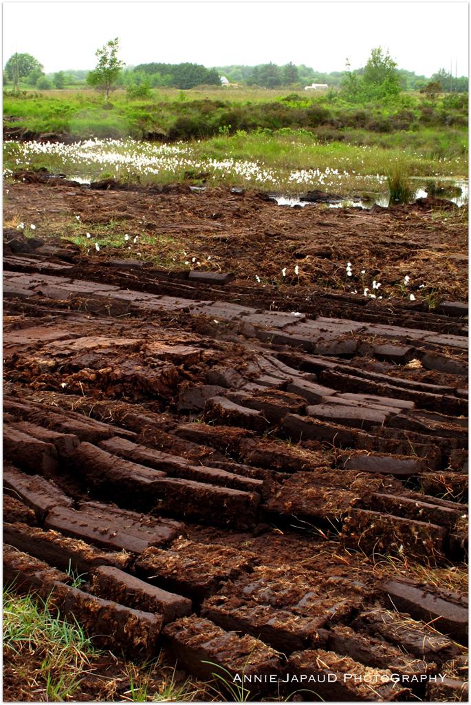 POSTCARDS FROM IRELAND: The Fabulous Bog Lands