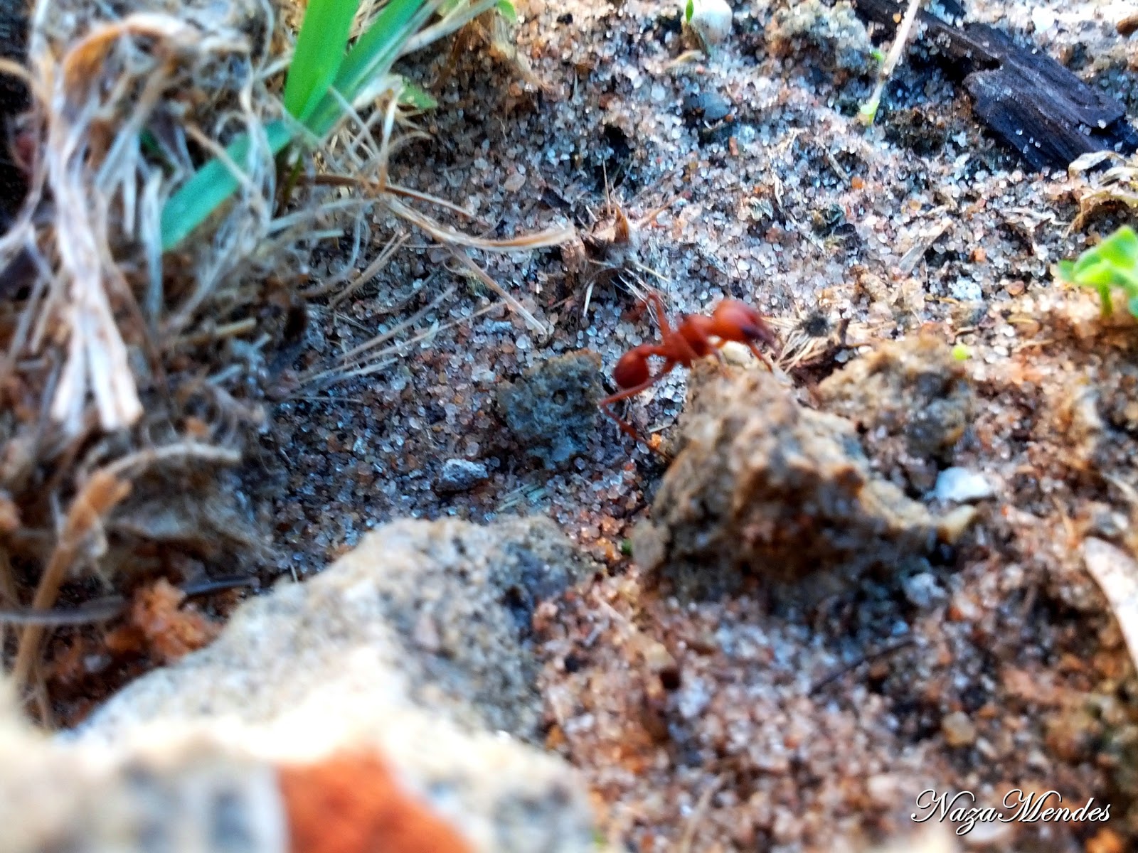 Caçadores de Insetos!!!: Formigas saúvas!!! Ordem:Hymenoptera Família ...