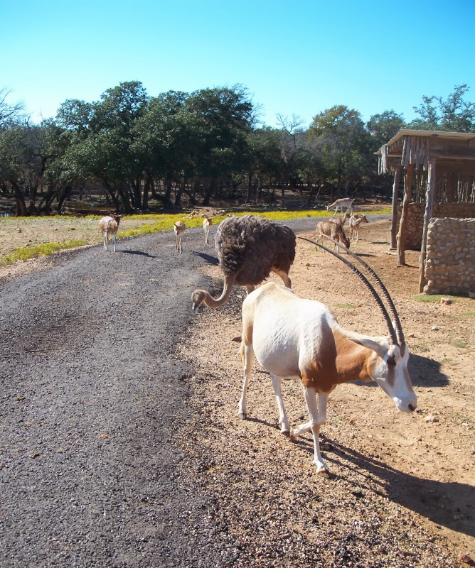 The Road: The Exotic Zoo Resort Revisited
