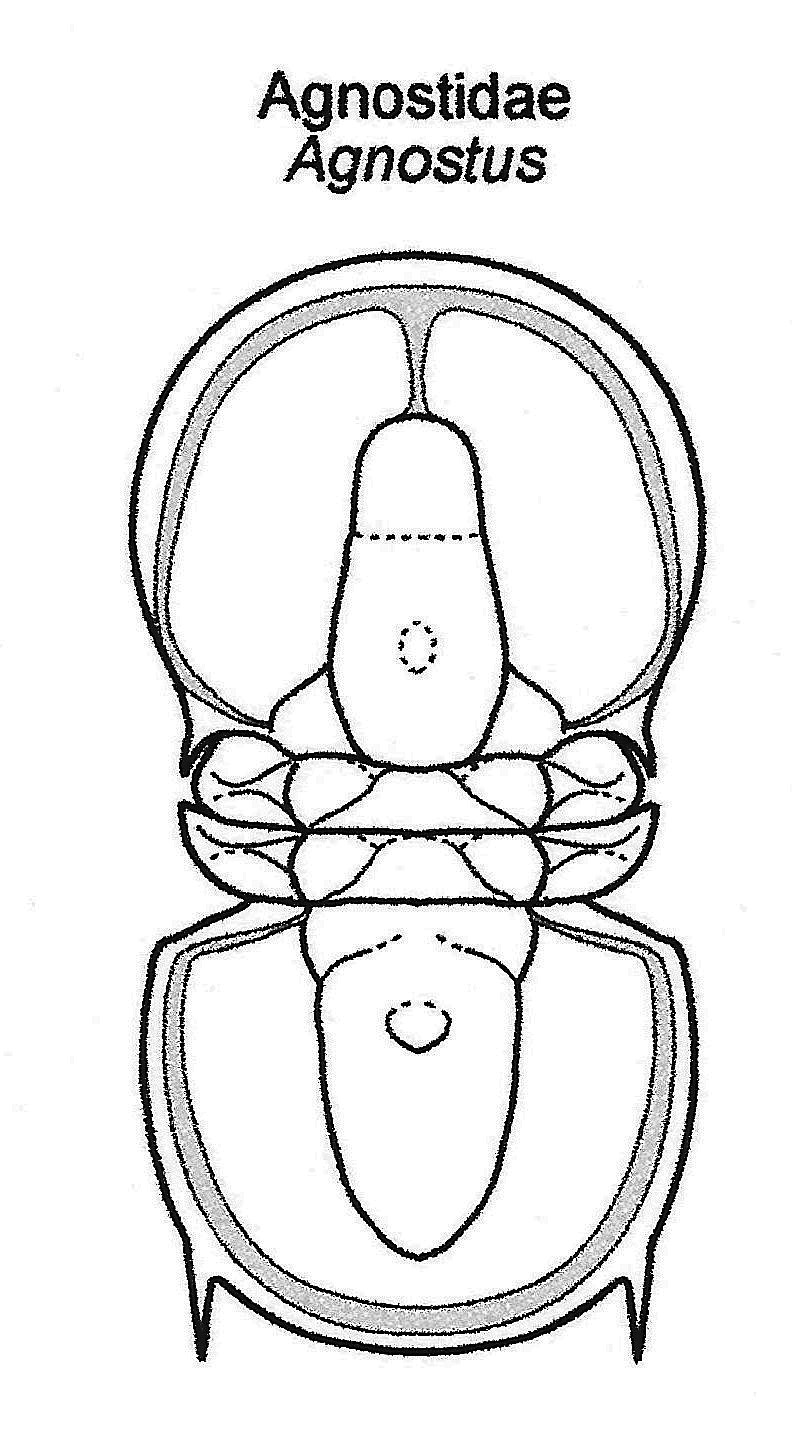 Fossils and Other Living Things: Agnostus pisiformis ~ Mystery of the ...