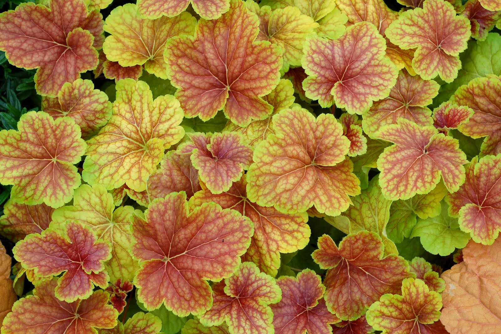 Durable Gardening: Heucheras: New plants for 2012
