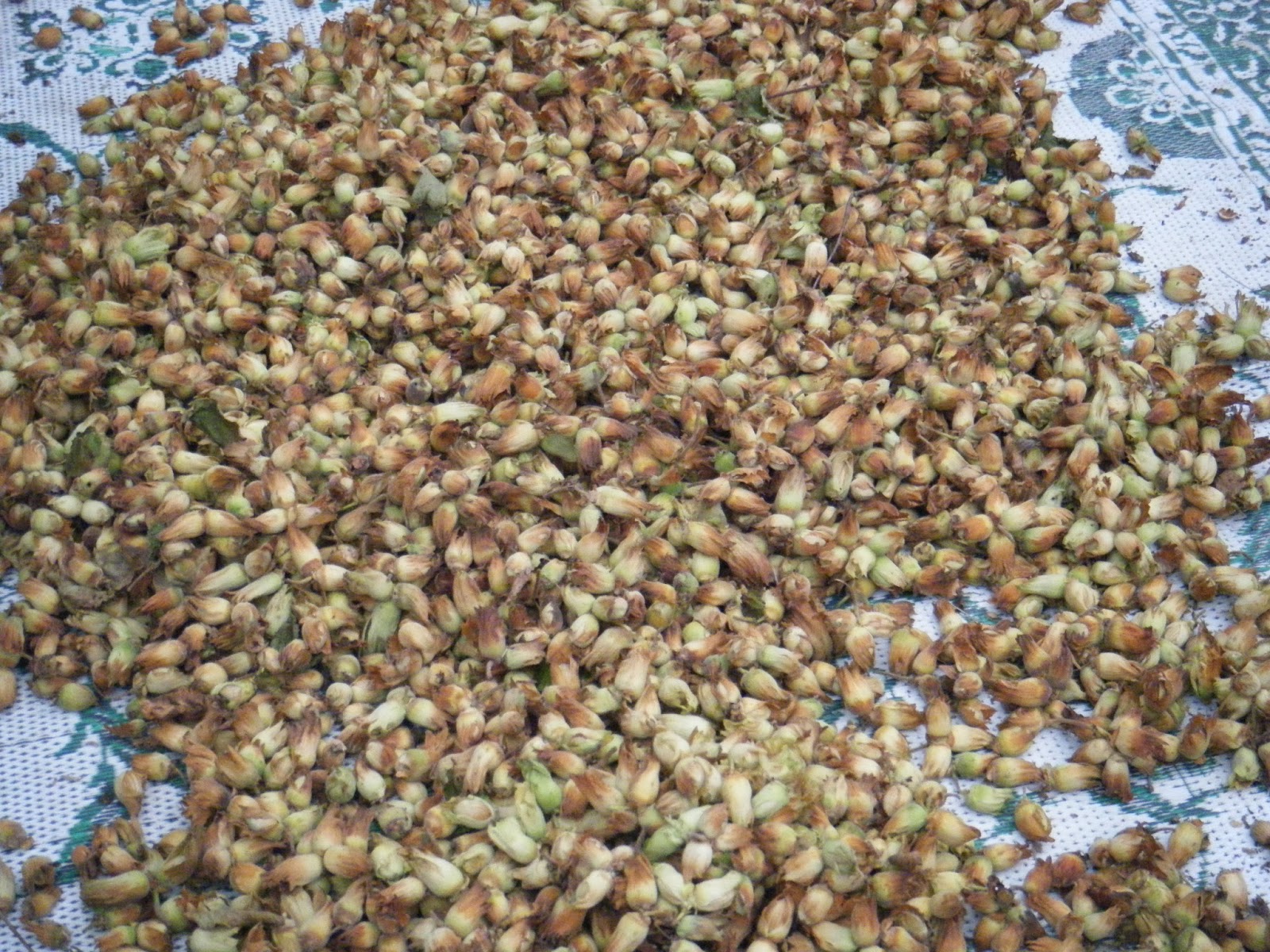 Ightham Mote Cobnuts Project: A Good Year for the Cobnut Plat