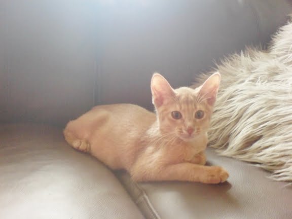 Encyclopedia of Cats Breed: Fawn Abyssinian Cat