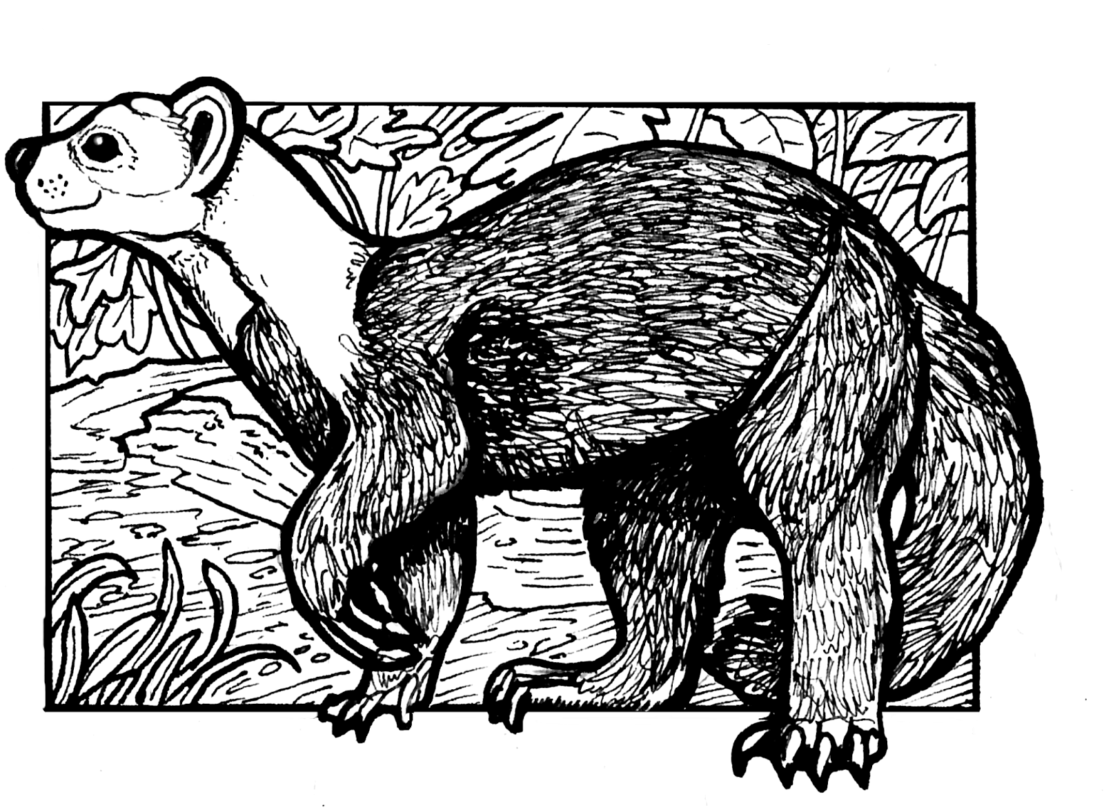 ZooTrophy Animal-a-Day Database: #747: Tayra