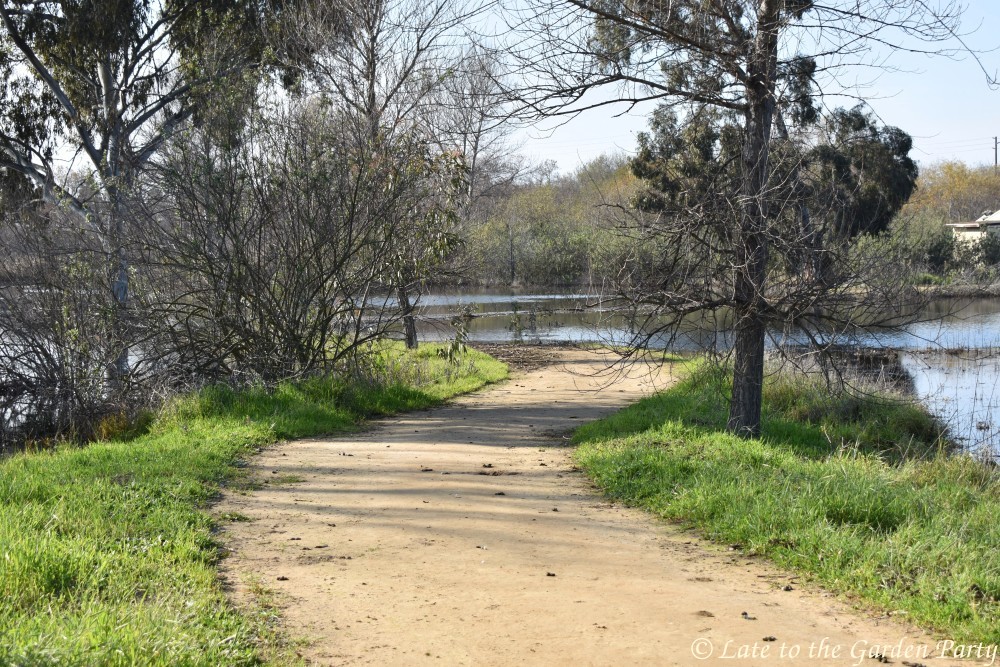 Late to the Garden Party: Madrona Marsh: Refreshed by rain