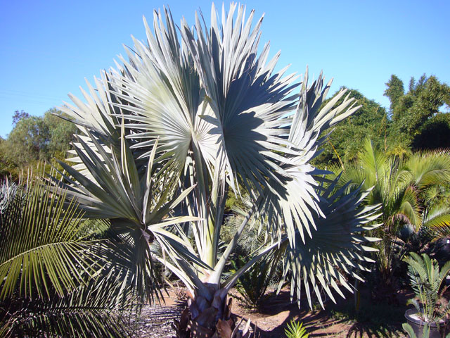 Morrut Roig: Bismarckia nobilis