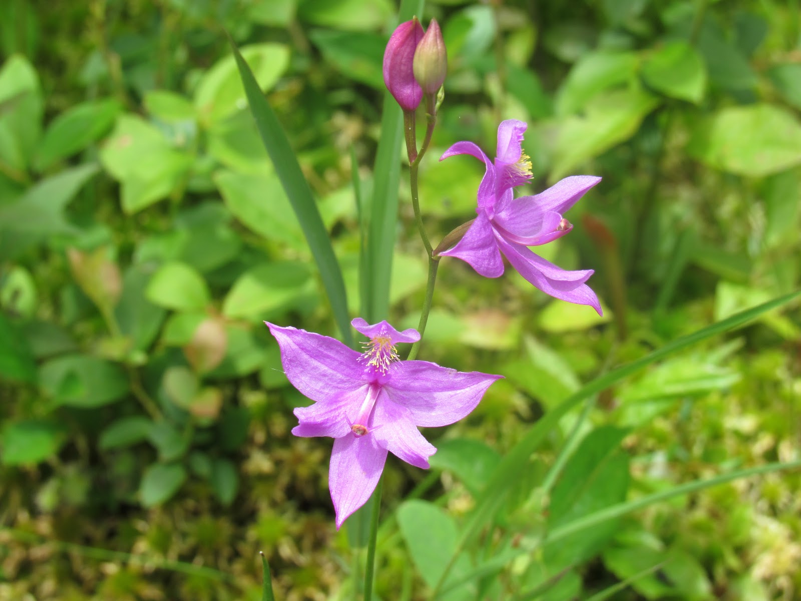 The Wild Land of Lincoln: Orchids, Carnivorous Plants, and Ring Tone ...
