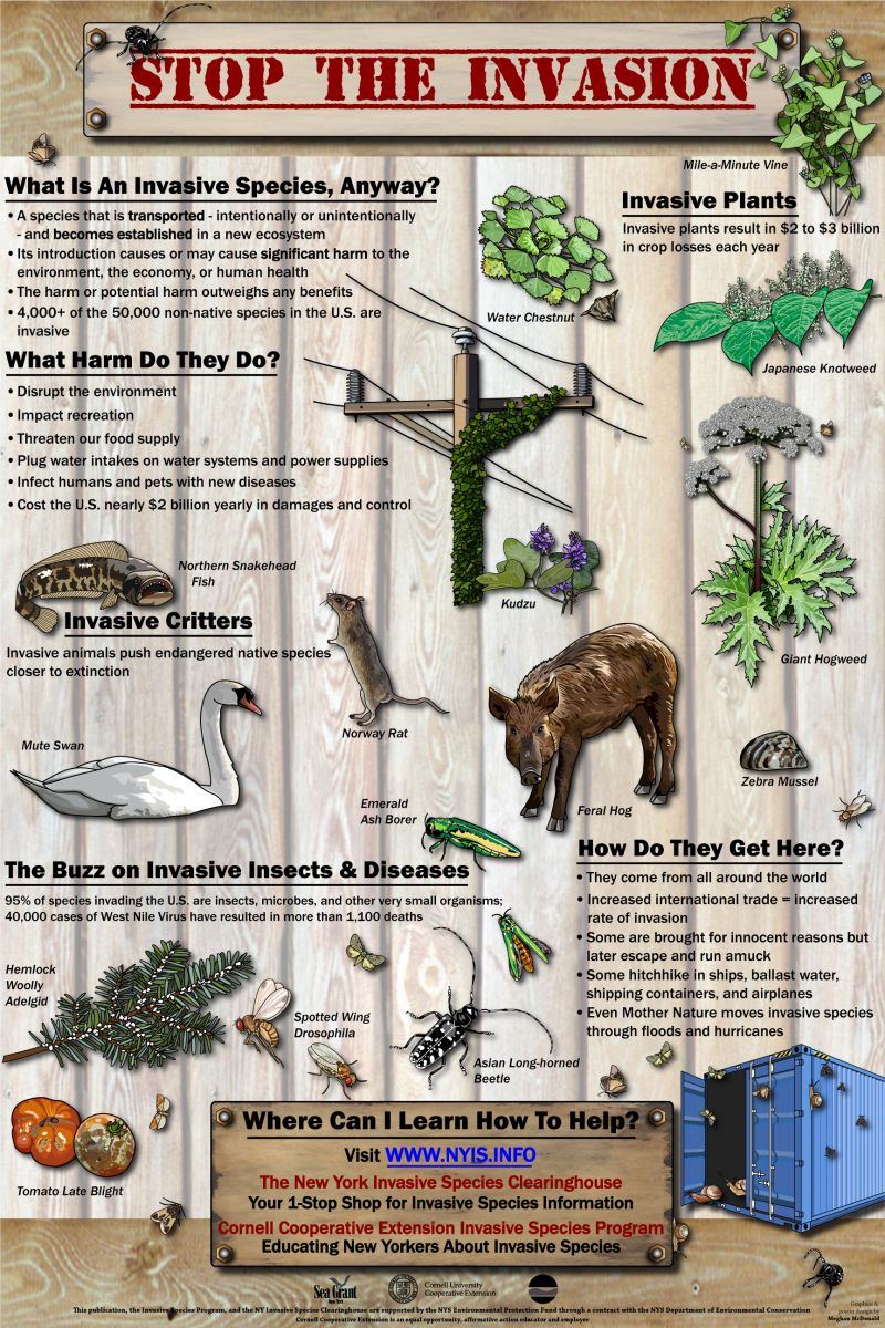 West Rock Trails: Invasive Species: Natural World Bullies