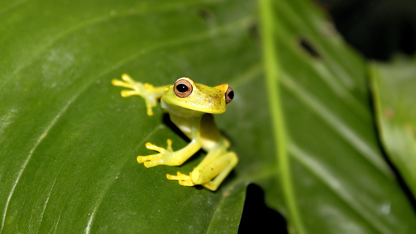 Romer's tree frog Danger - Danger Choices