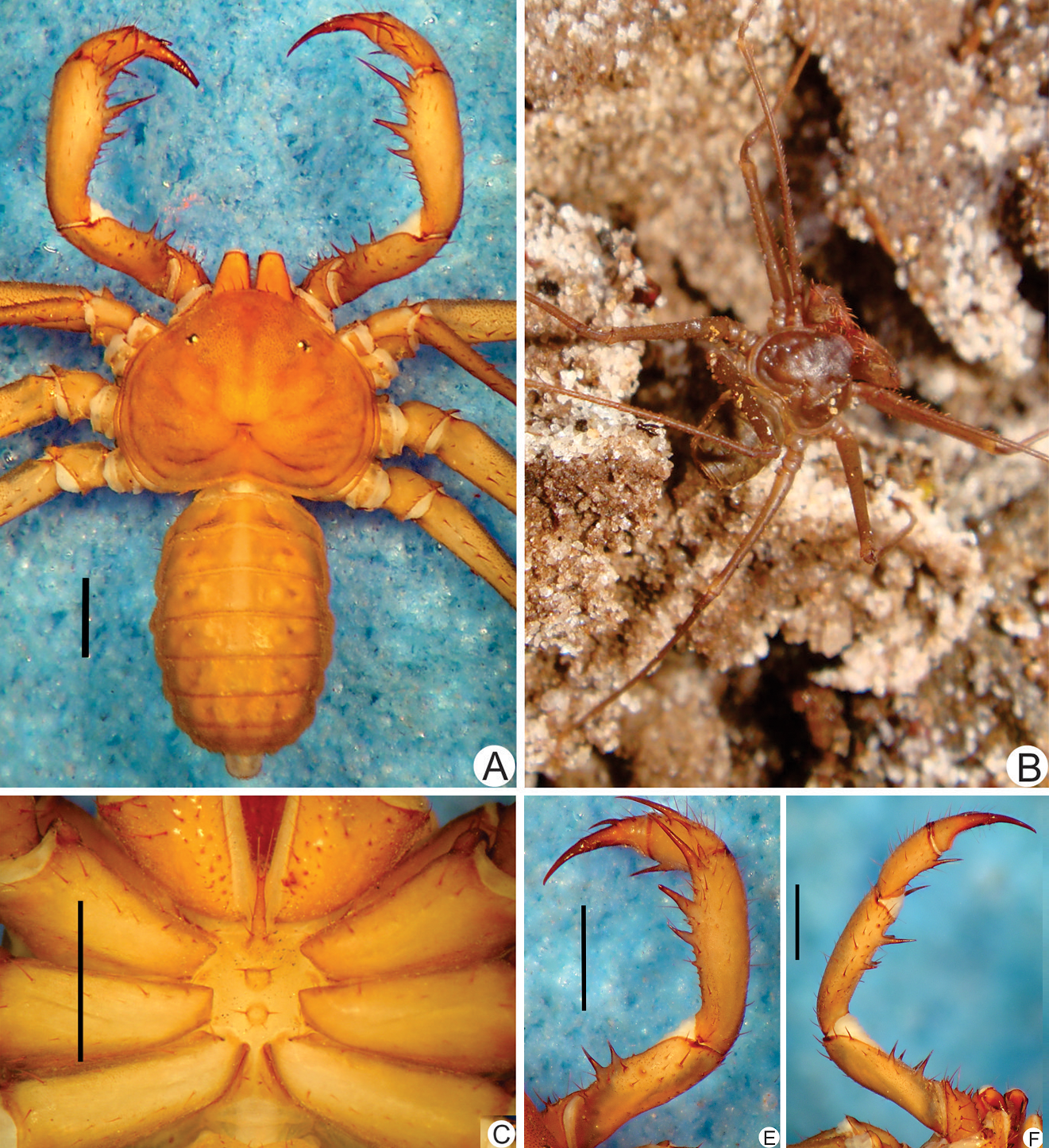 Species New to Science: [Arachnida • 2016] Eight New Species of ...