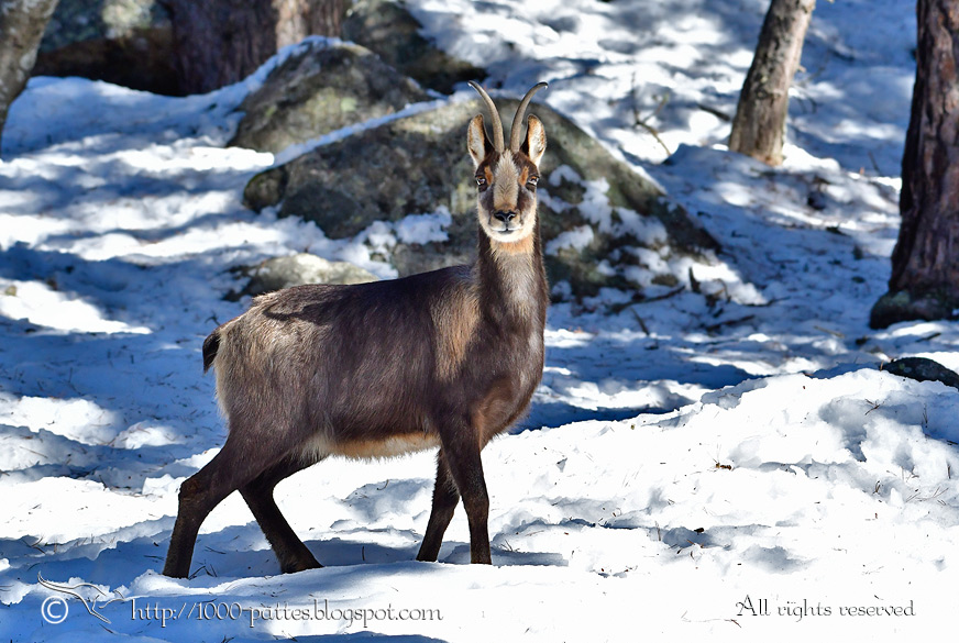 WILDLIFE GATEWAY: Avec les Isards dans la neige