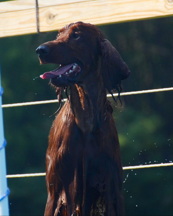 Rumraisin Irish Setters: Health