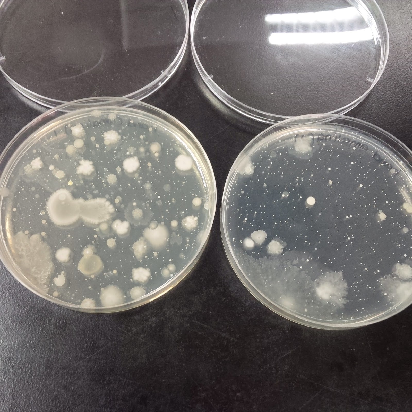 Lab IBG102: December 2014