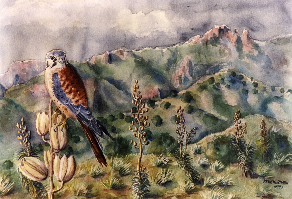 Arizona: Beetles, Bugs, Birds and more: Arizona Wild Cats (and other ...