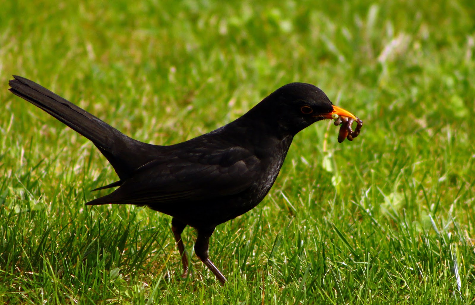Madarak lépten-nyomon: Tavaszi madárzsivaj I.