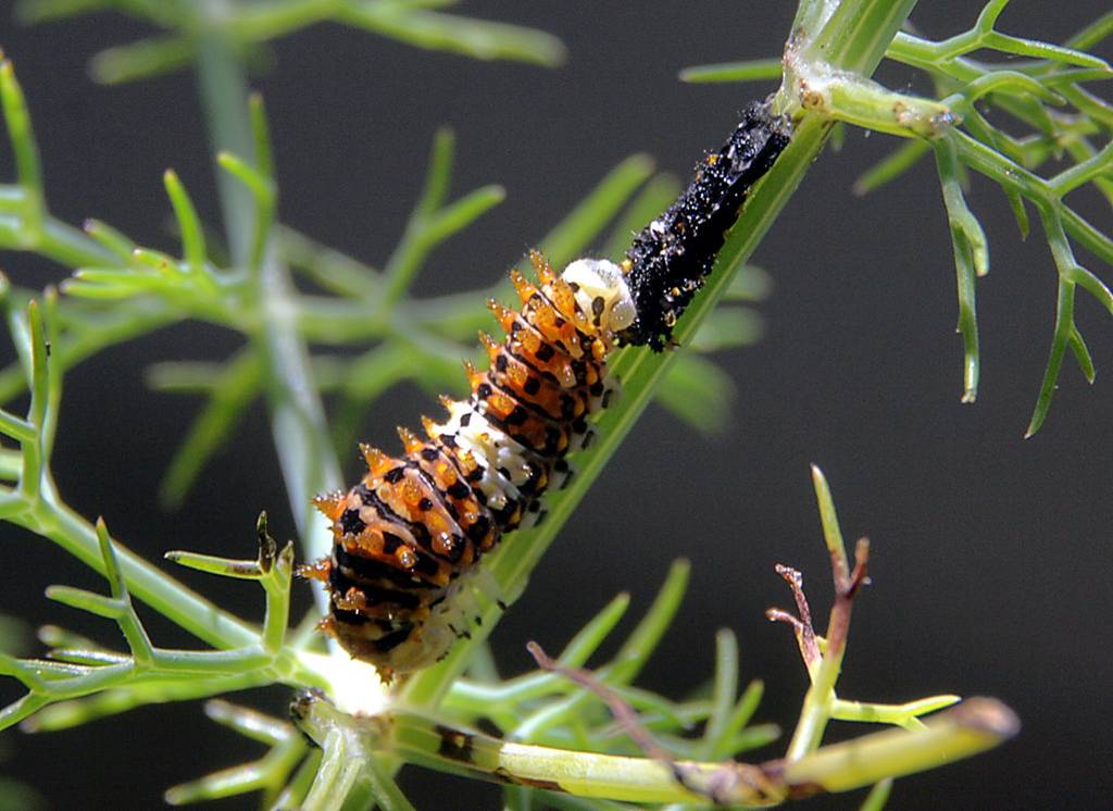 Ecdysis: When Growing Up is More than Skin Deep | The Ark In Space