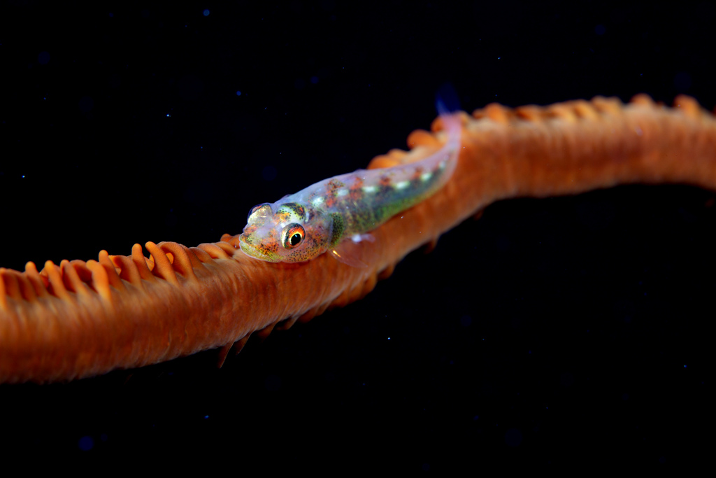 Real Monstrosities: Whip Coral Goby