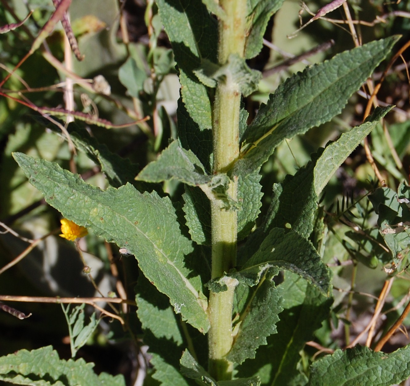 Plantas: Beleza e Diversidade: Verbasco (Verbascum virgatum)