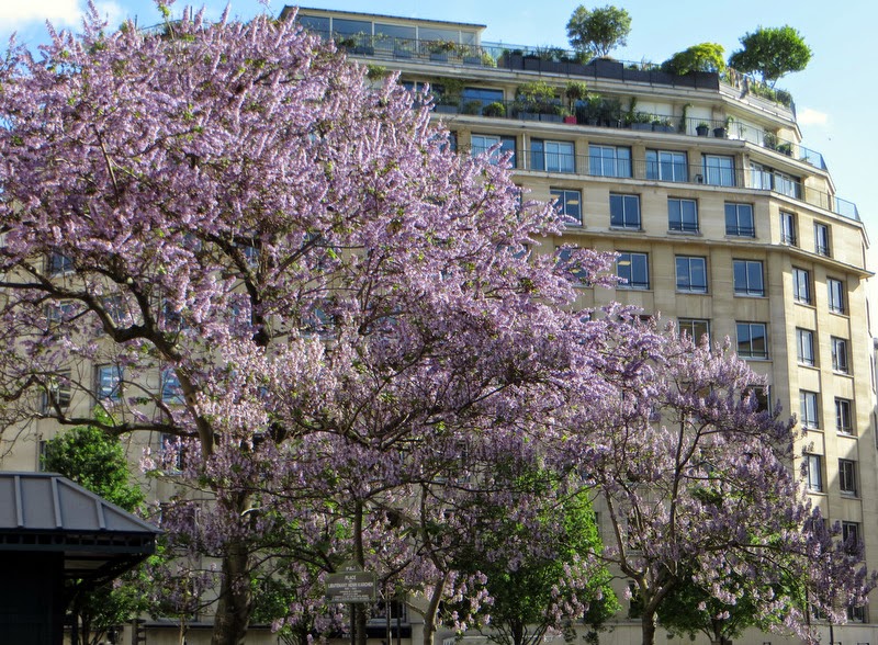box elder: Paris: purple trees