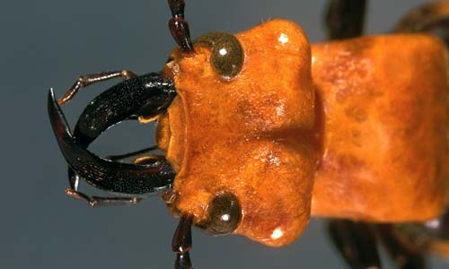 Os insetos mais perigosos do mundo | Gazeta Baraúna