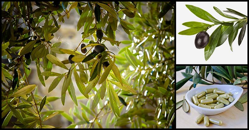 Amazing Health Benefits And Medicinal Uses Of Olive Leaves | Dr Farrah MD