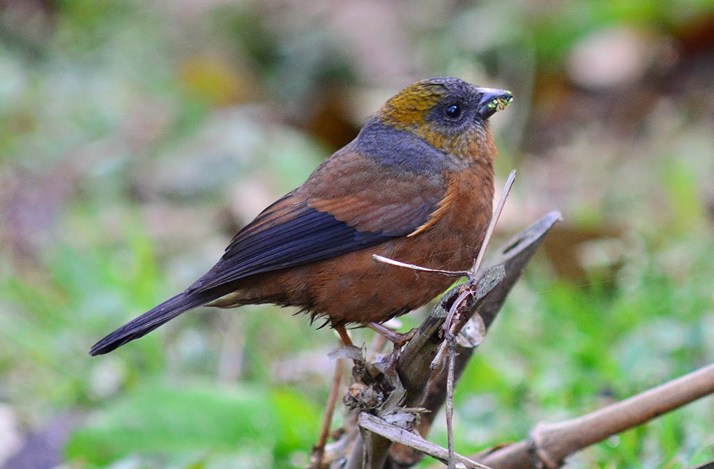 Bird Watching in Japan & Asia: Birdwatching in Bhutan 9 (17-26 April, 2014)
