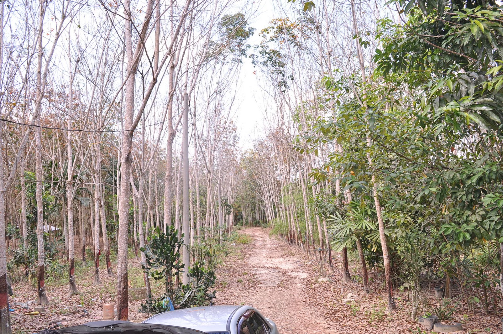 Love is all around: Menikmati Musim Luruh @ Spring