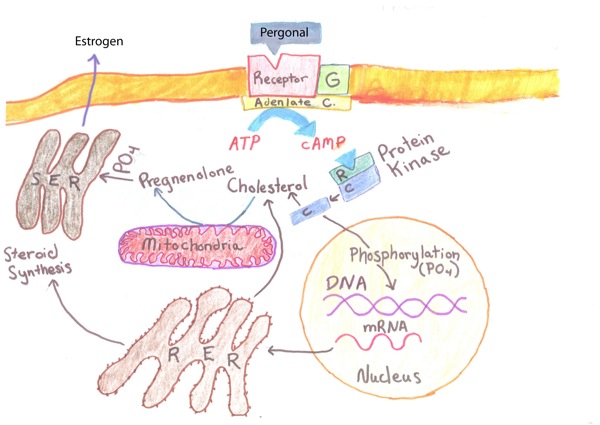 Israel ciencia & tecnología: ISRAEL FUE PIONERO EN FERTILIZACIÓN ARTIFICIAL